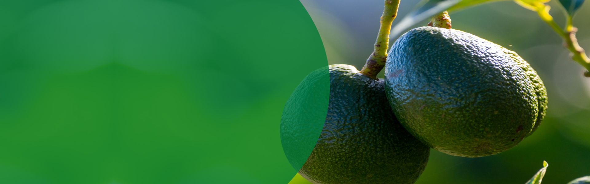 Aguacate – Otro sitio más de Sitio de Industrias